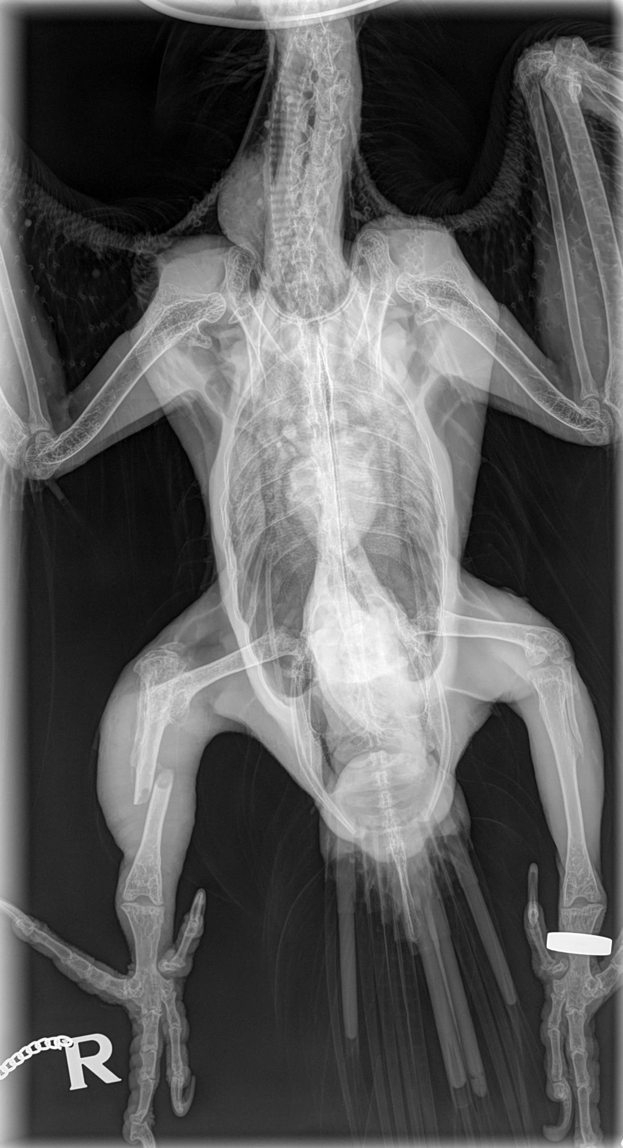 The Parrot Sanctuary